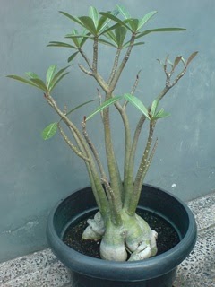 Jenis Adenium Arabicum | tutoadenium
