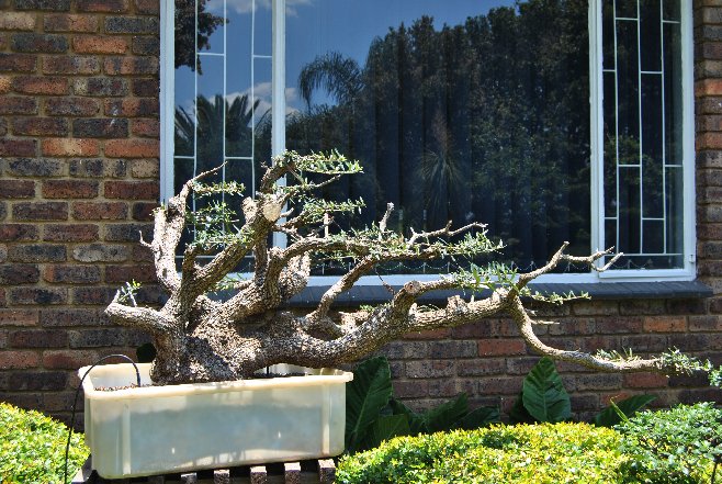 LENNARD'S BONSAI BEGINNINGS.: Olea europaea spp. africana(Olienhout ...