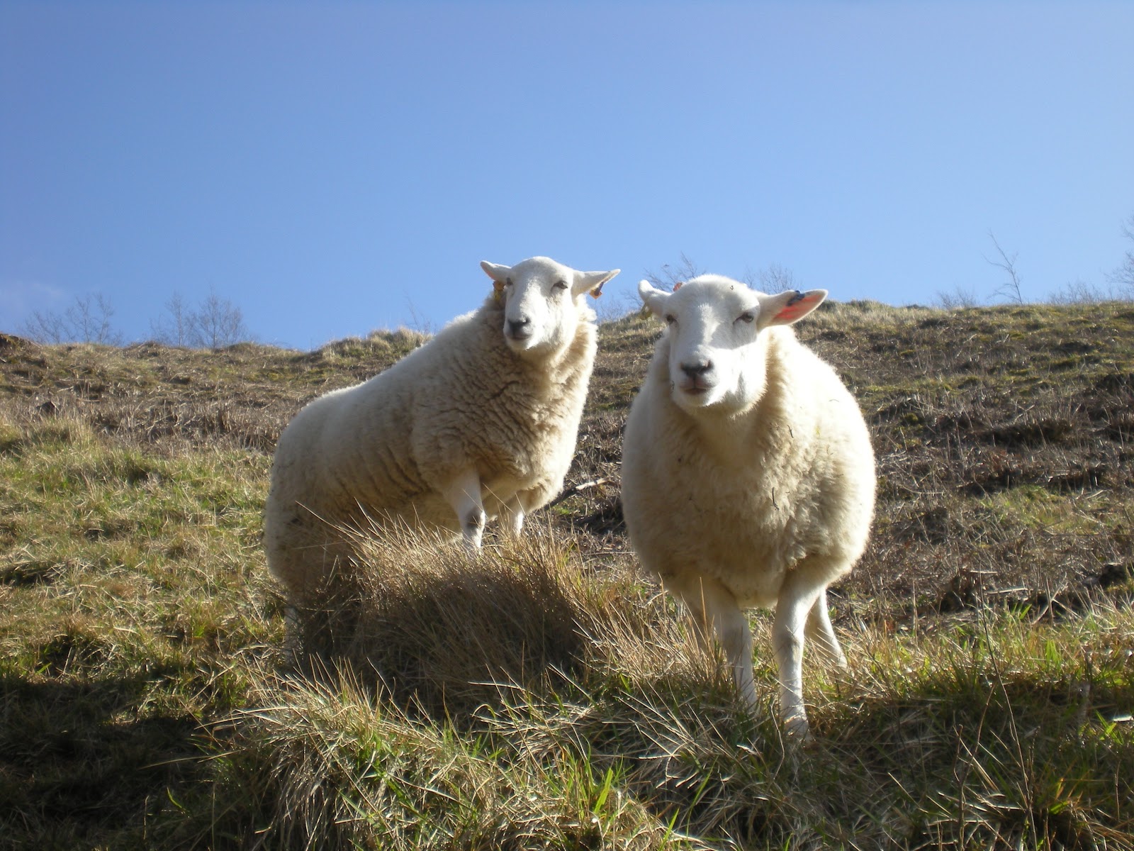 Brown's Folly Sheepwatch: Sheep on there way home!