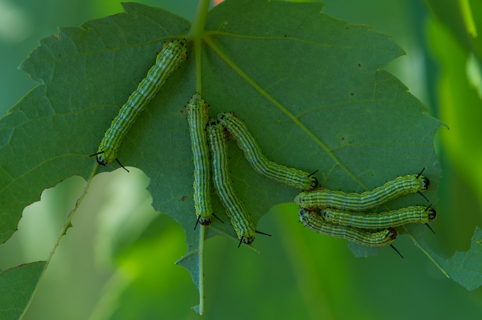NMW: Think Pink! The Rosy Maple Moth | the pace of nature