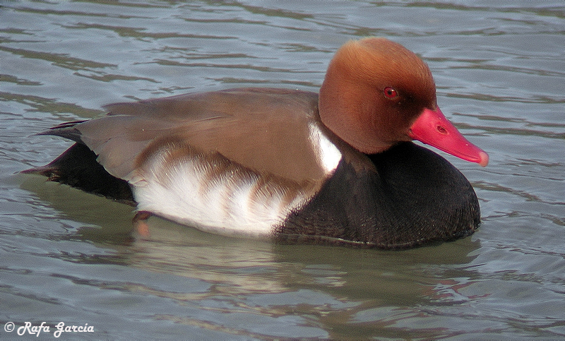 Mis encuentros con las Aves: Mí Guía Fotografica de Aves