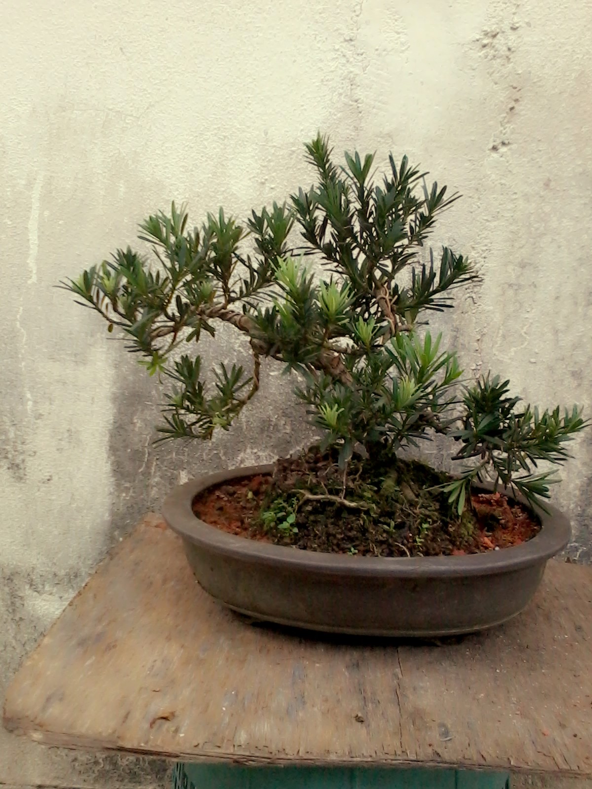 // Pokok Bonsai: Bonsai & Pokok Asam