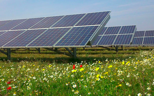 Using Renewables: Solar farms with wildflowers return habitats for bees