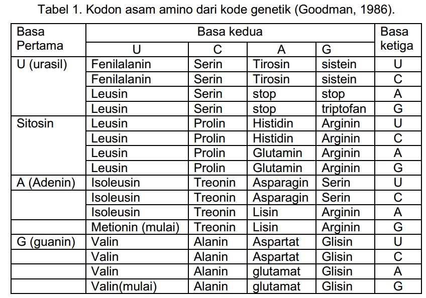 Tahap-tahap Sintesis protein