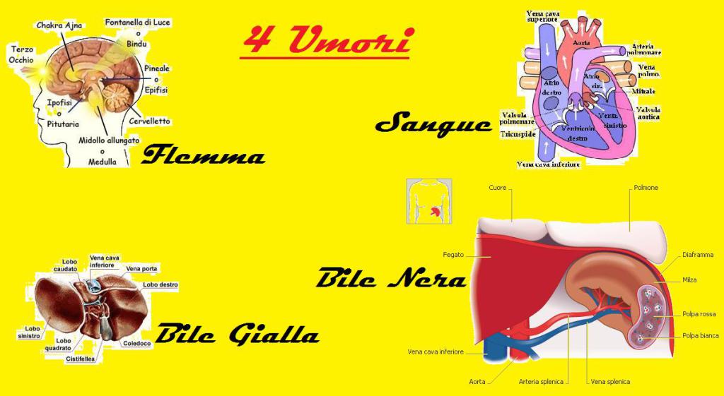 Natura Olistica: L'ANTICA TEORIA DEGLI UMORI DI: - IPPOCRATE