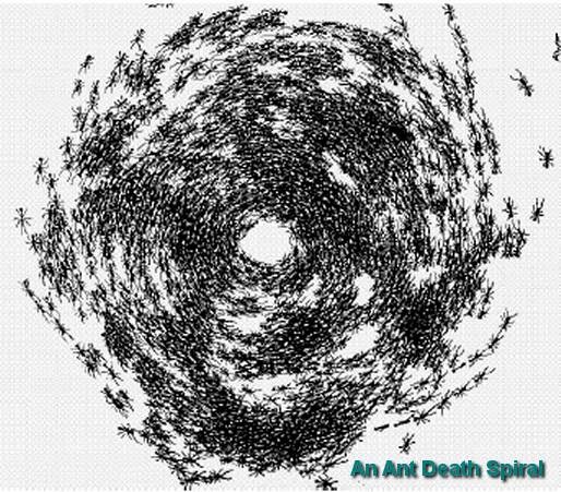 The Ants Spiral of Death - For Fum And Interesting Articles | Feafum