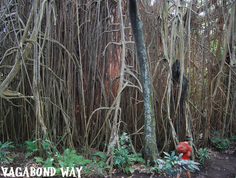 Sam and The Banyan Tree in Vanuatu - Vagabond Way
