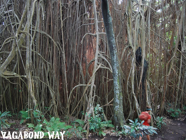 Sam and The Banyan Tree in Vanuatu - Vagabond Way