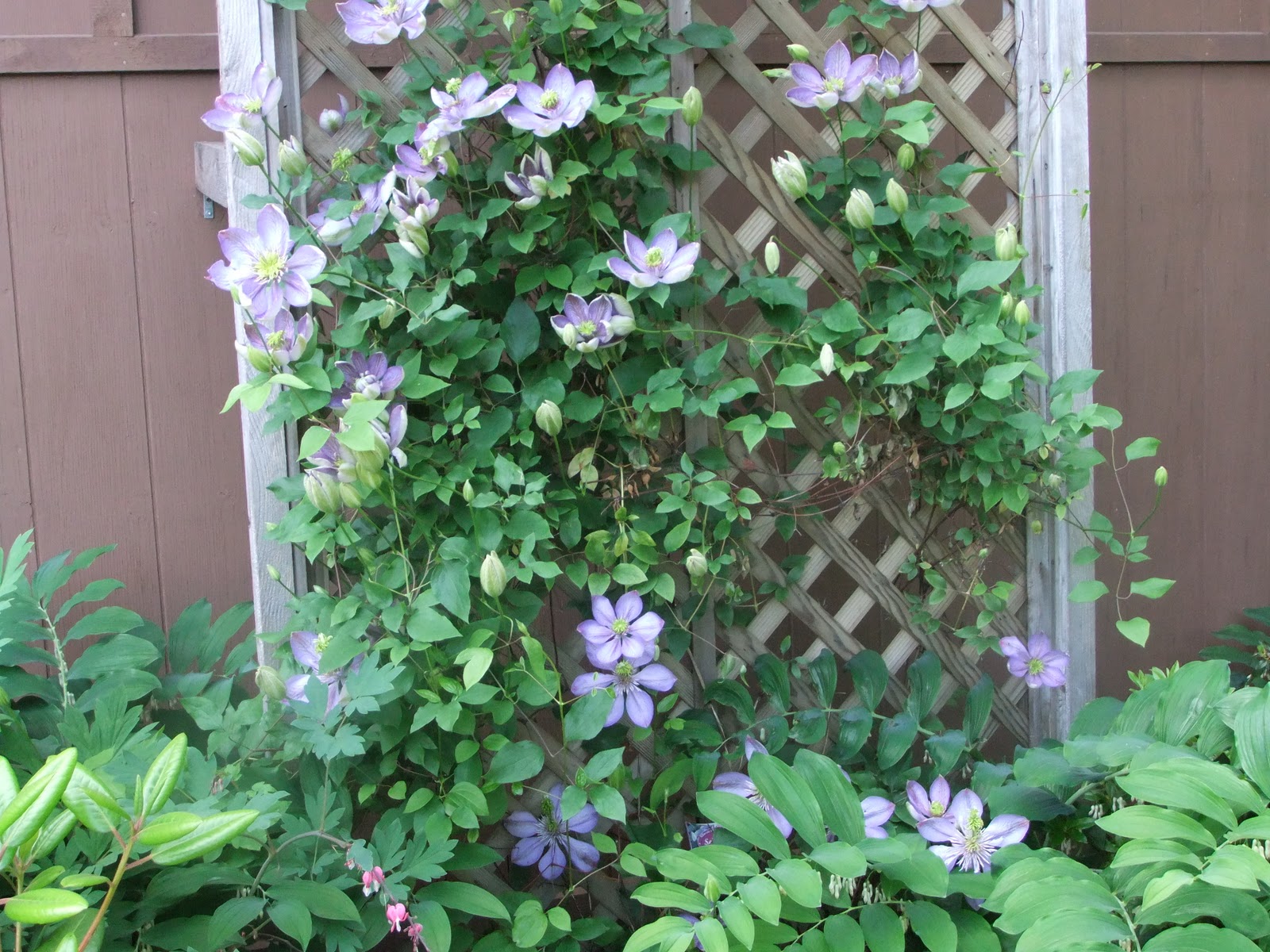 Island Rustic: Saving the Lattice... the next Big Thing!