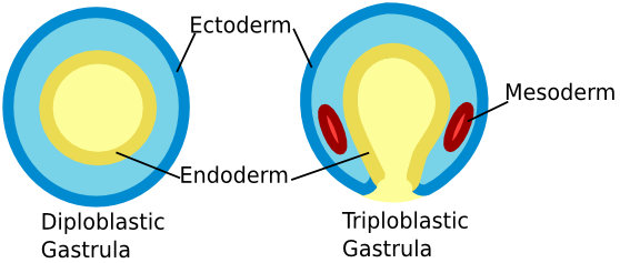 Perkembangan Ektoderm, Mesoderm, dan Endoderm - EDUBIO