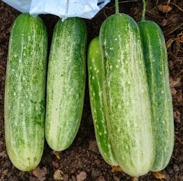 TIMUN CINA - Rangkuman Cara Bertanam Lengkap