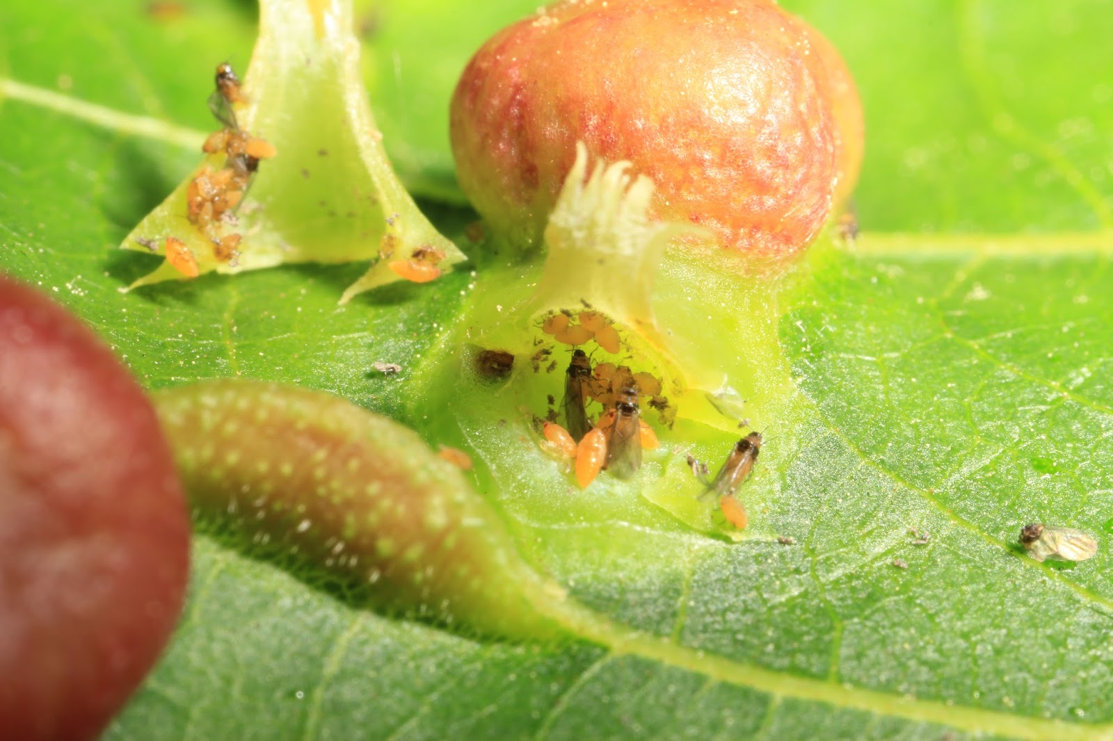 Biodiversity Heritage Library: Cataloging the World's Aphids (and Their ...