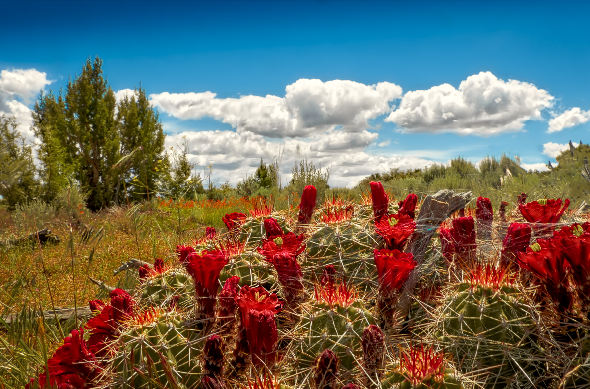 What Karen Sees: Spring in Southern Utah