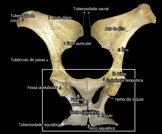 Curso de Medicina Veterinária: OSTEOLOGIA DO MEMBRO PÉLVICO