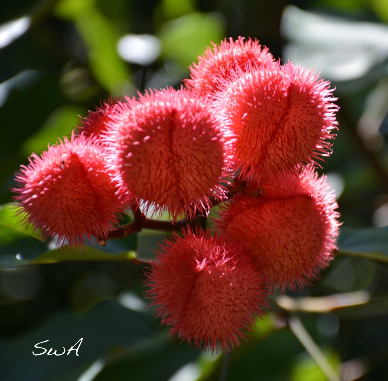 Tropical Biodiversity - Santarém - Pará - Brasil: Urucu - Bixia orellanha