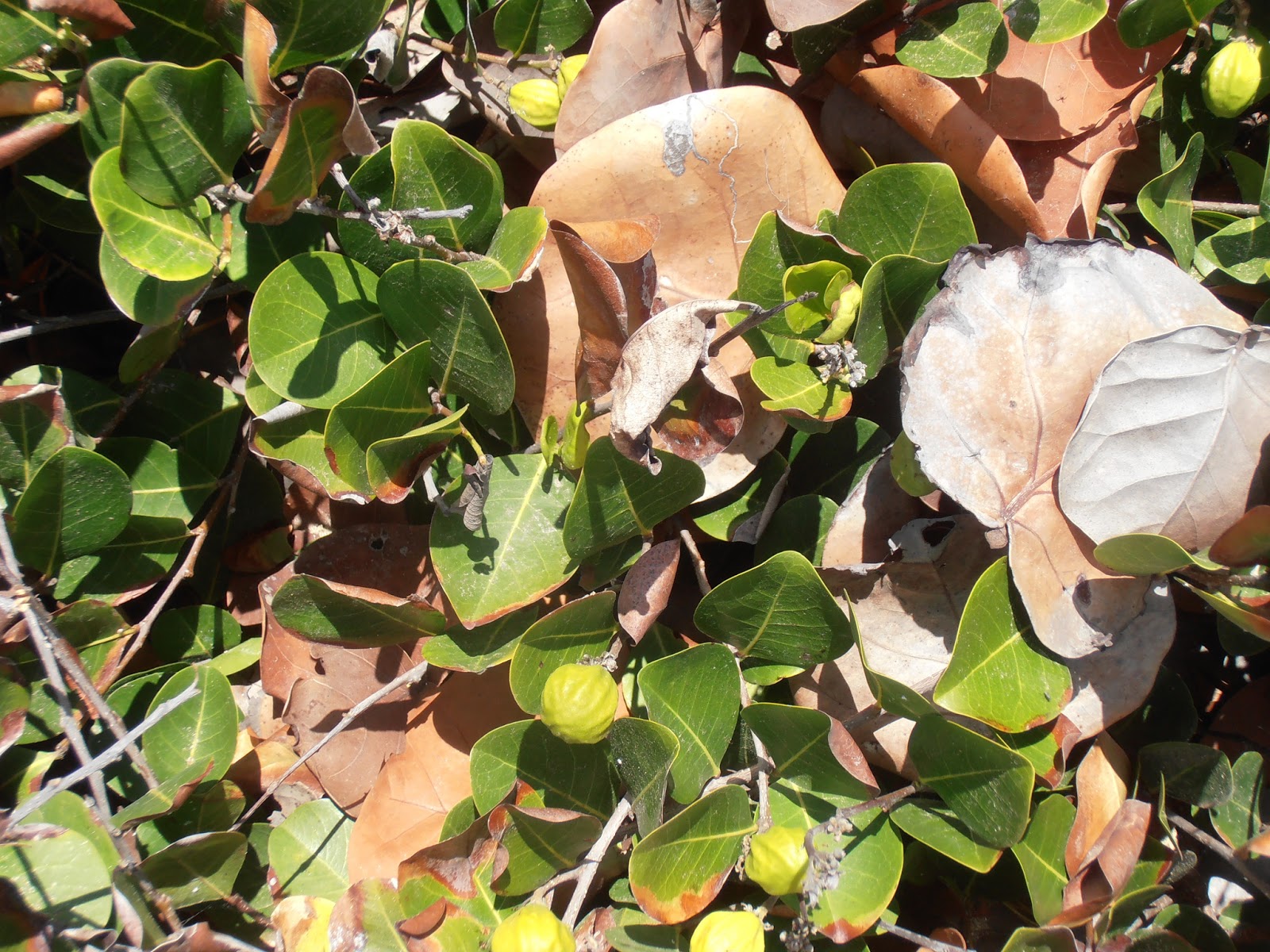 Flora de Puerto Rico Ilustrada Papo Vives: CHRYSOBALANACEAE ...