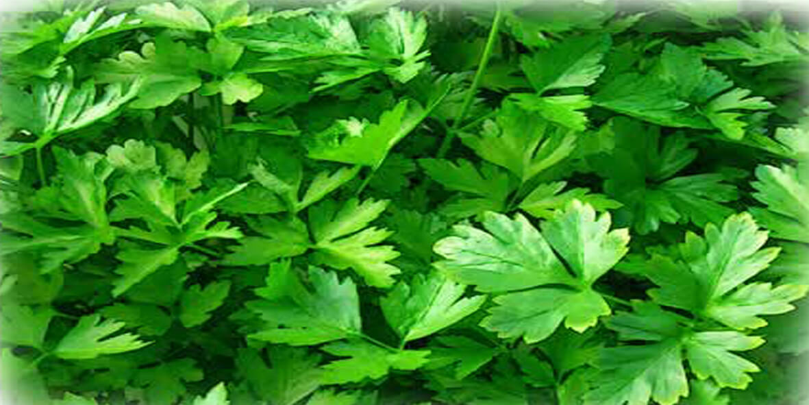 MƏLUMAT MƏRKƏZİ: Kasım 2016