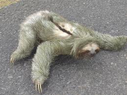 Eye on Costa Rica: Sloths of Costa Rica..I wish I could be one in my ...