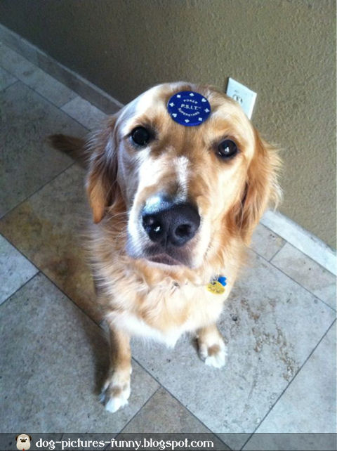 Dogs pictures: Adorable dog doing tricks