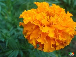 Wallpaper of Mari Gold or Gada Flowers in The Winder of Bangladesh