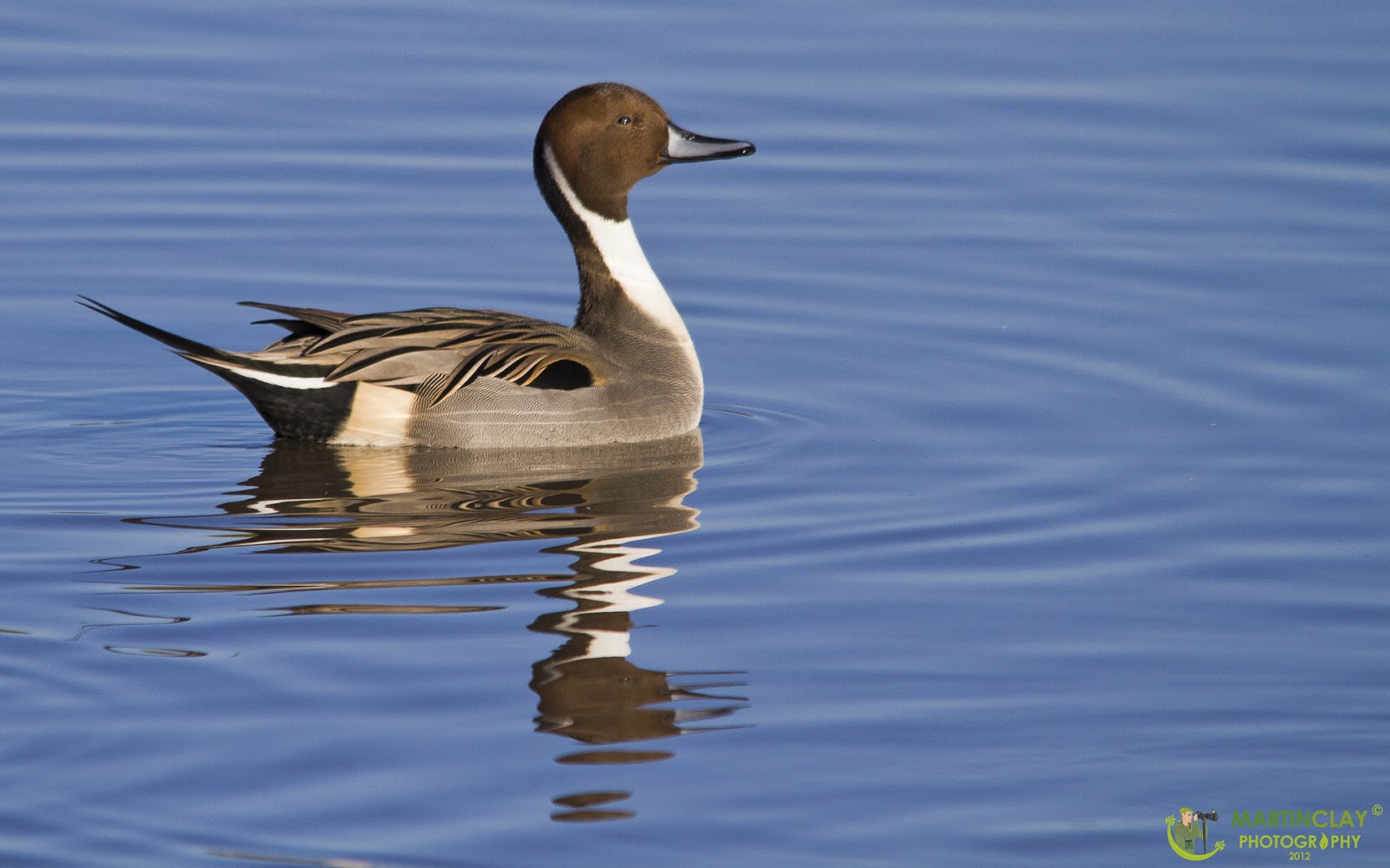 Martin Clay Photography: Perfect Pintail