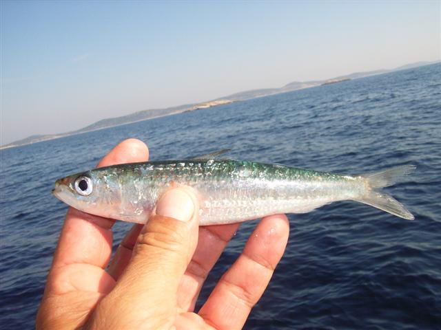 Artes de Pesca: VAMOS A PESCAR SARDINAS
