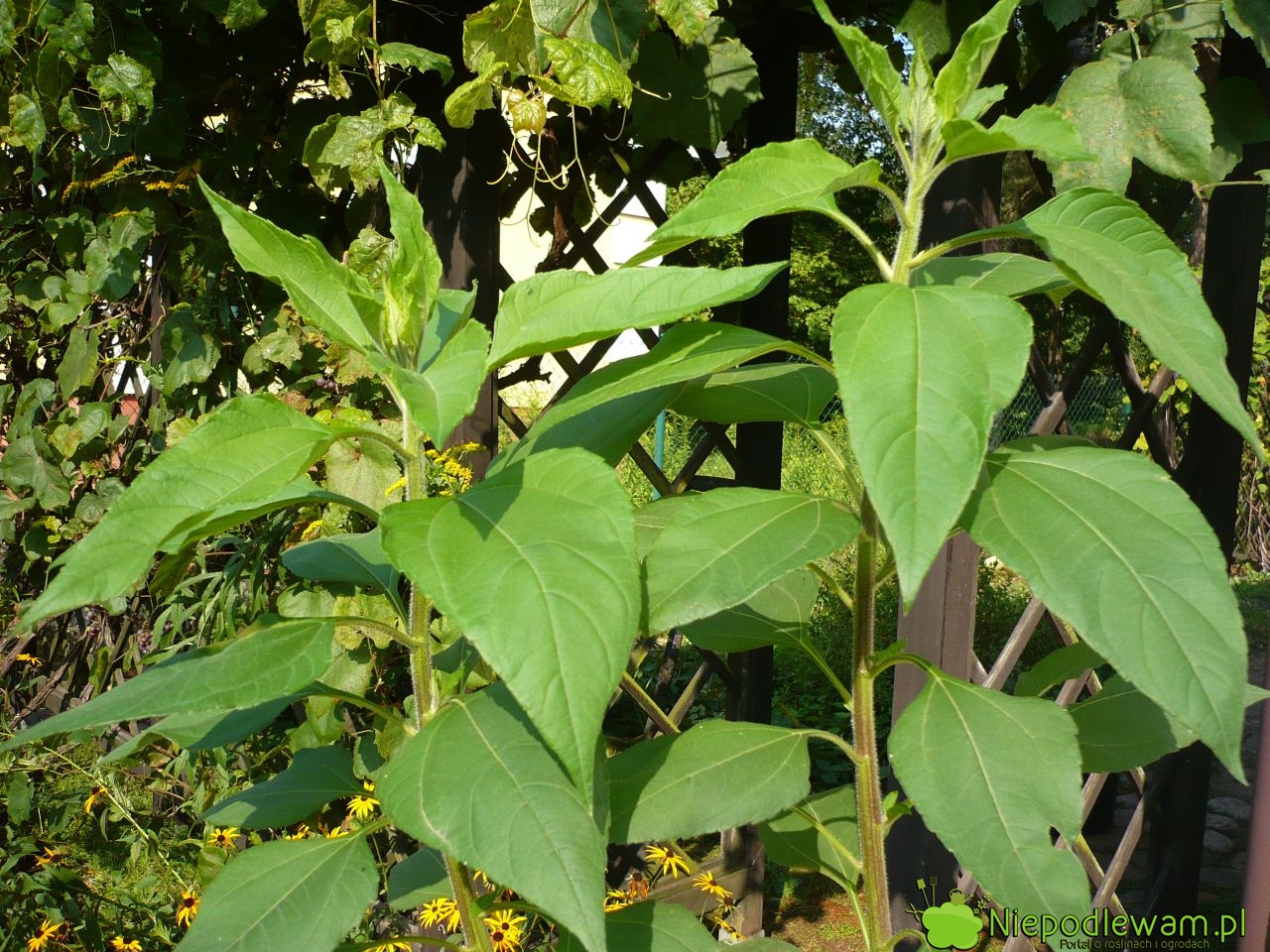 niepodlewam: Topinambur – roślina energetyczna do ogrzewania