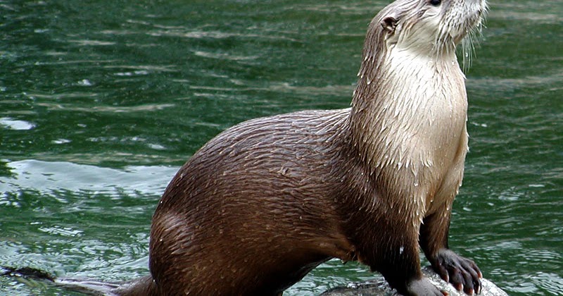 Abe's Animals: Japanese river otter (Lutra Lutra Whiteleyi)