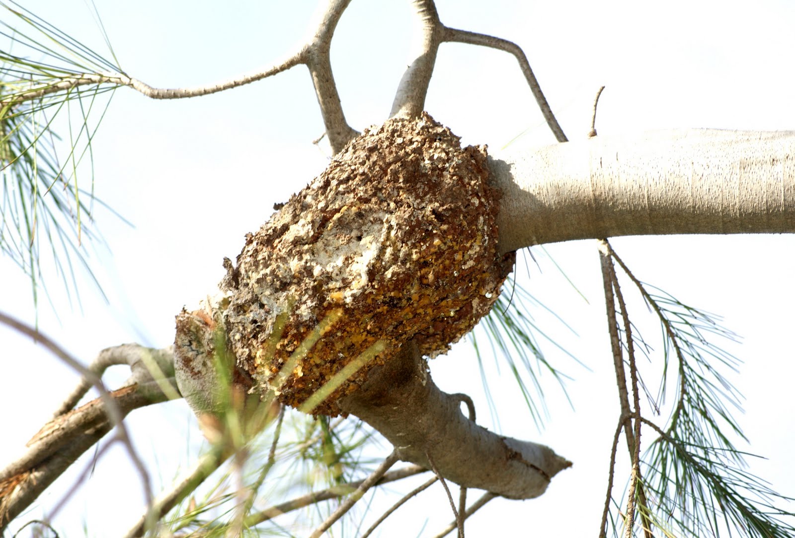 A photo, A thought............: Observation: Plant pathology...........