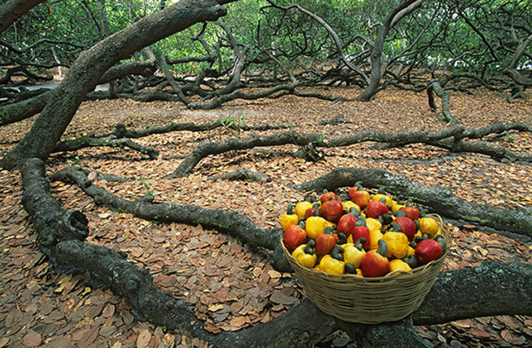 Caju - Combate o Envelecimento e Protege o Seu Coração