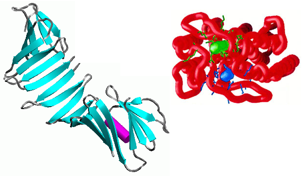 All About Borrelia Burgdorferi: Adaptations