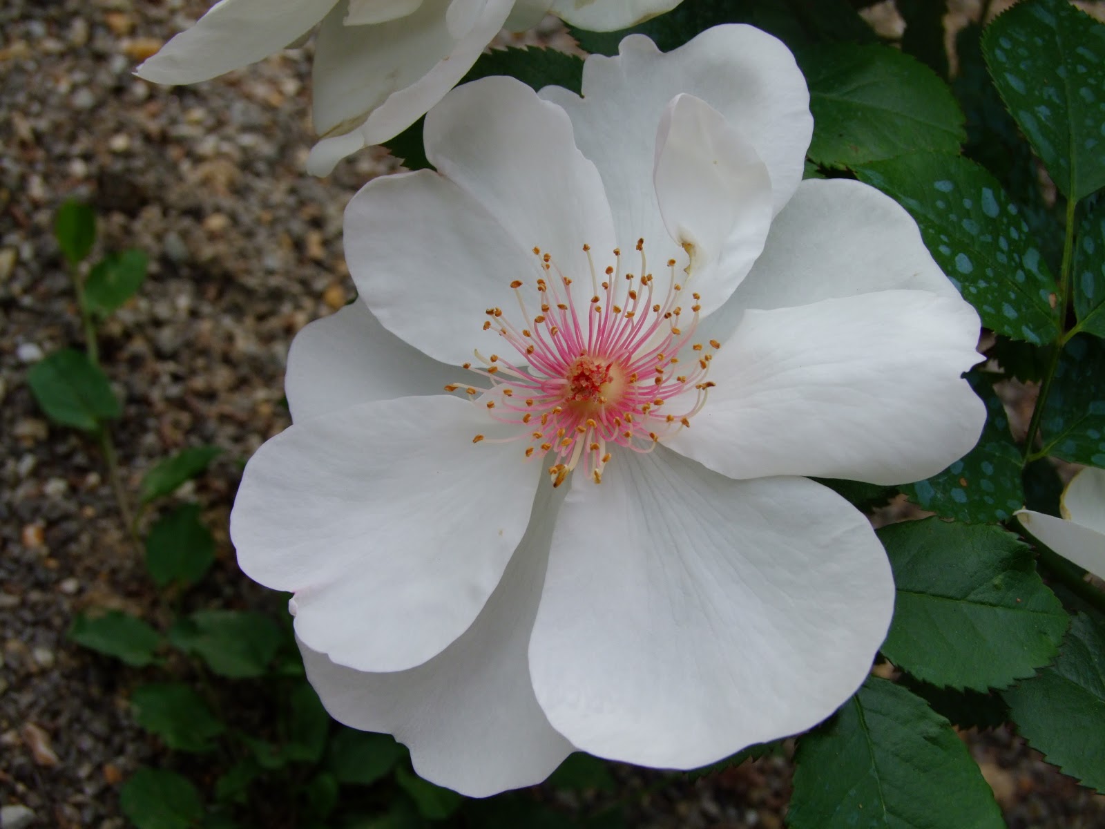 Les curiosités de Didi !: Rosa Candida Audur Ava Olafsdottir