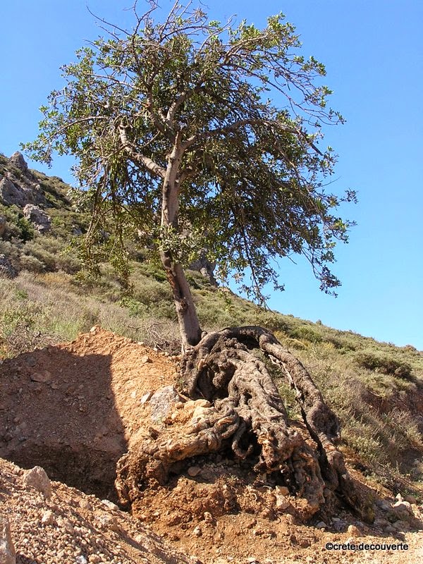 Flore de Crète: Le Caroubier, Ceratonia siliqua