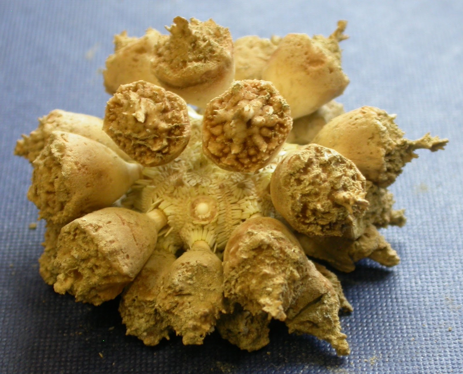The Echinoblog: What is Going on with cidaroid sea urchins and their ...