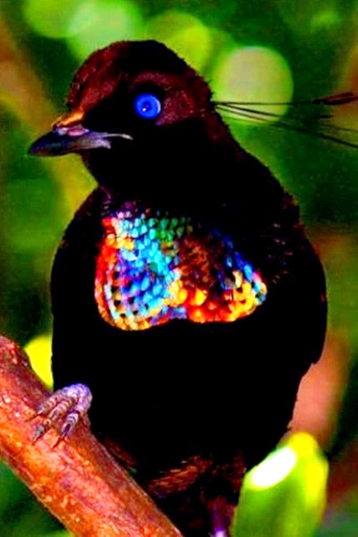 📡 DISCOVER THE WORLD SHOW: FRUMOASELE PĂSĂRI ALE PARADISULUI