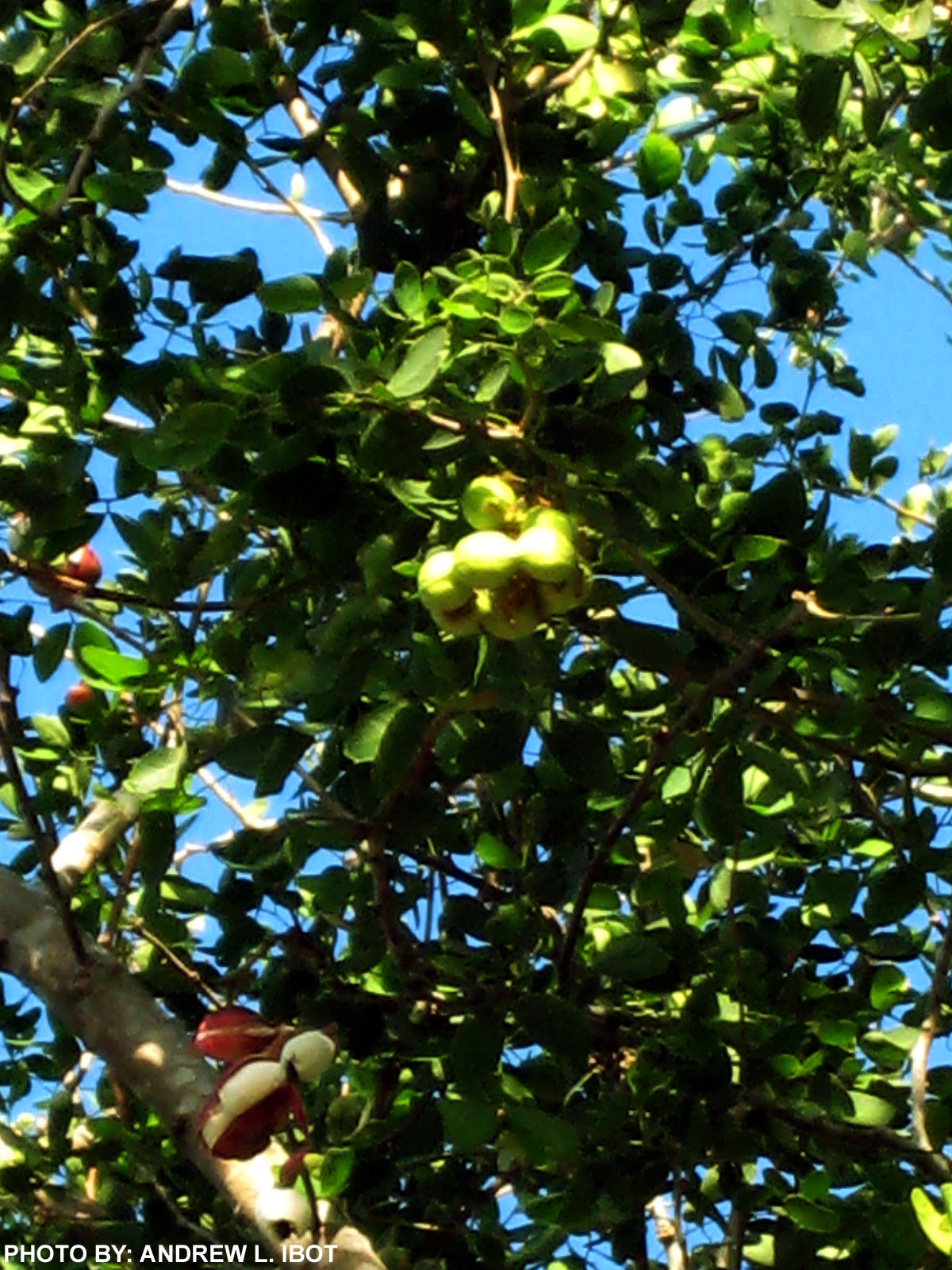 Ako si ANDREW IBOT!: Kamatsile - Halamang Gamot / Herbal Medicine