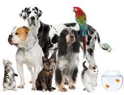 The Uncrushable Jersey Dress: Betty by the Numbers: Pets