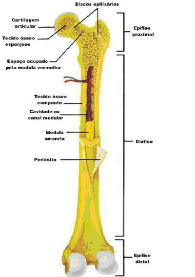 Reconstrução óssea