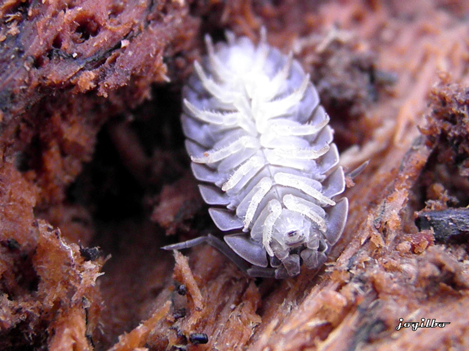 benquerer: Bicho-de-conta (porquinho-de-santo-antão ou tatuzinho)