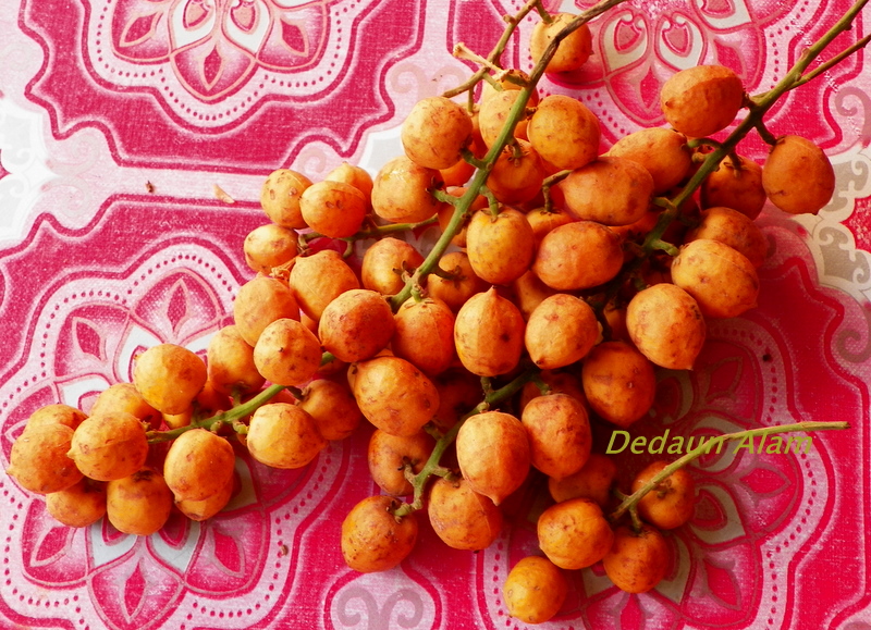 Dedaun Alam: Buah Jentik