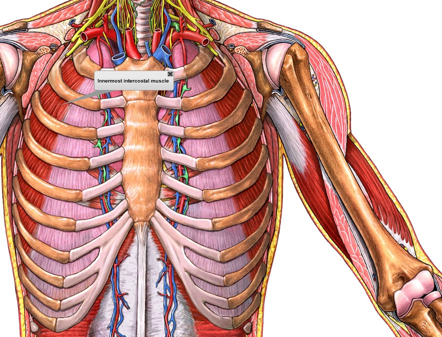 ~Sριcα[ ]sтαя : Sistema Respiratorio - Practica No. 1