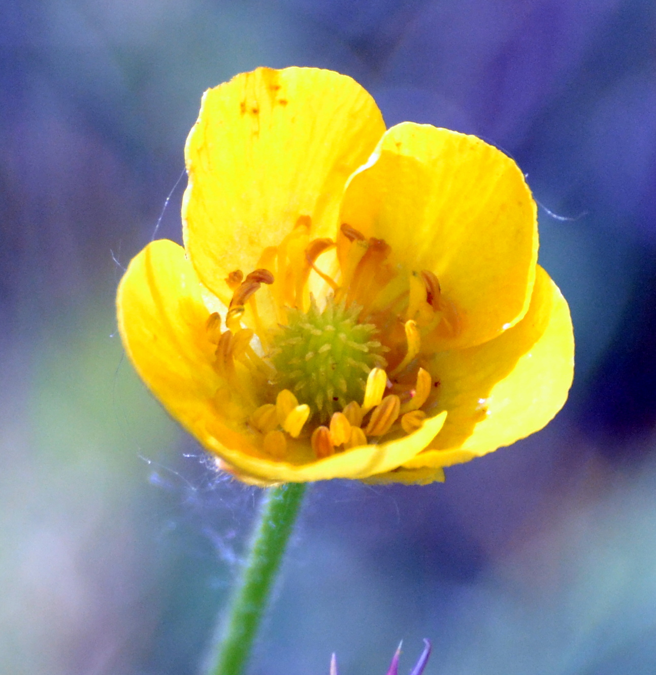 EN EL MONCAYO: Ranúnculo (Ranunculus gramineus)