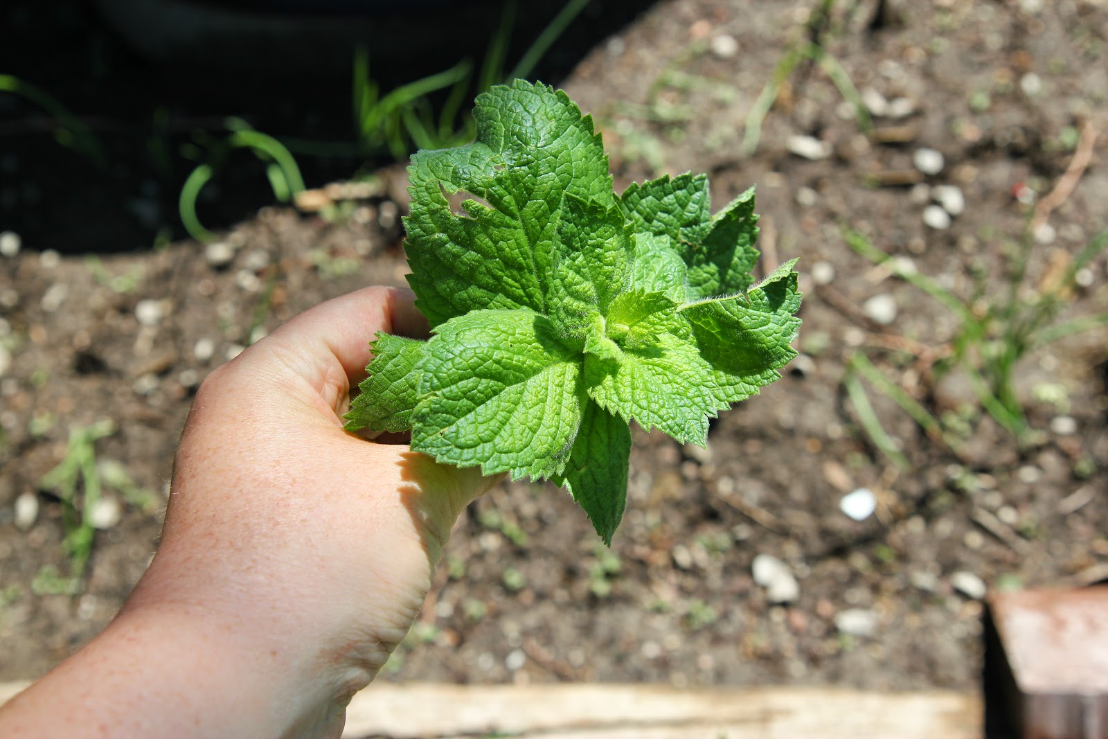 Spring is Here! Download your Free Printable Garden Plant Calculator