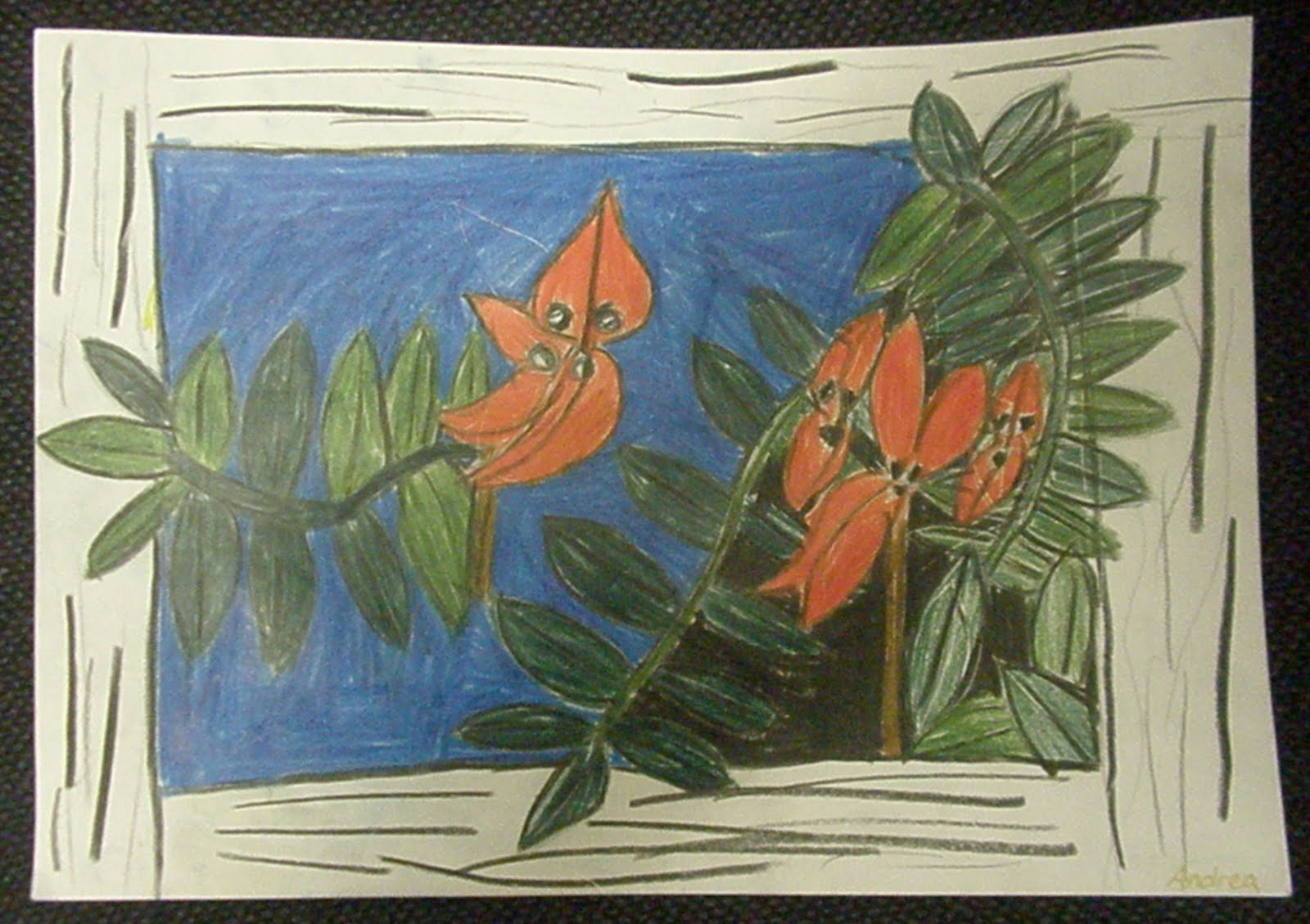 Art with Mrs Baker: Sturt Desert Pea Drawings
