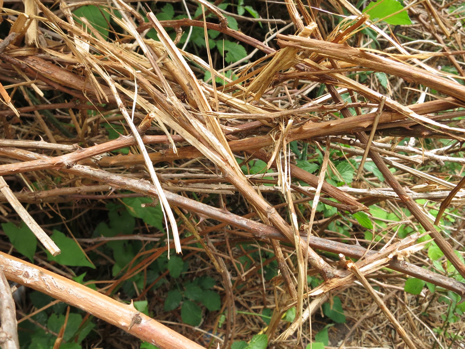 Message in a Milk Bottle: BROKEN BRAMBLES