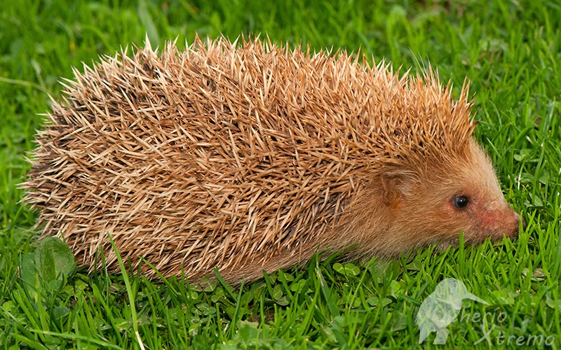 Bicherío Xtremo: Erizo común en el jardín...
