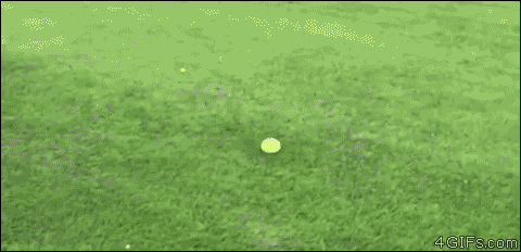 Funny animal gifs - part 231 (10 gifs) | Amazing Creatures