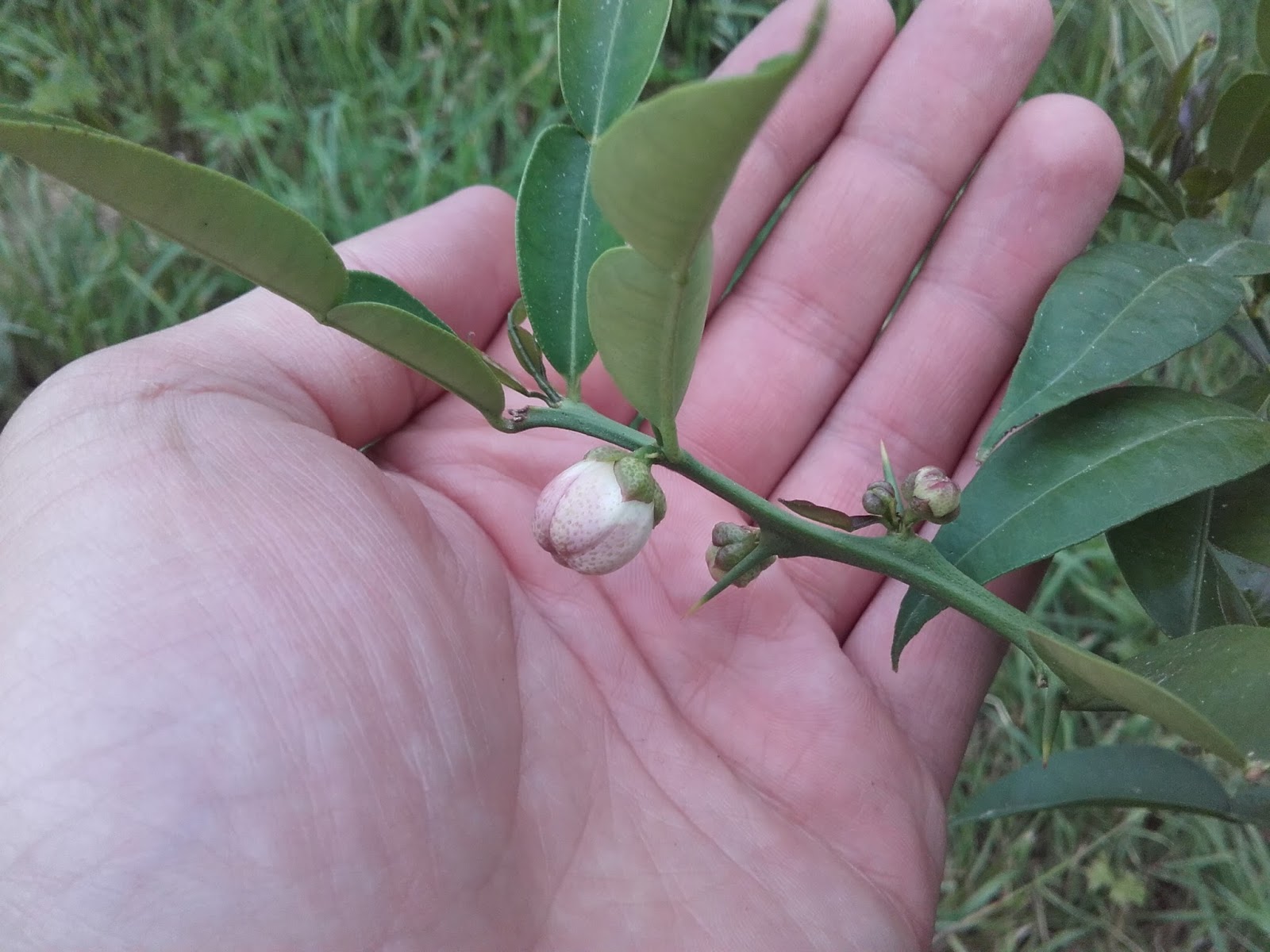 Cytrusy Mrozoodporne: Ichang Papeda - Citrus Ichangensis