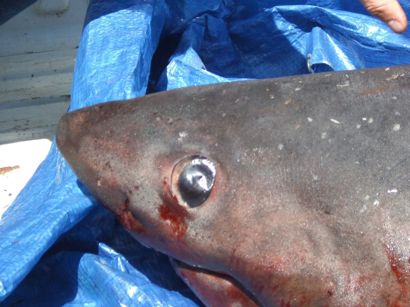 Bio Geo Nerd: Shark!!!