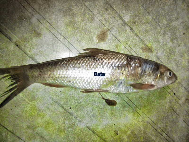 River fishes of COB region-2